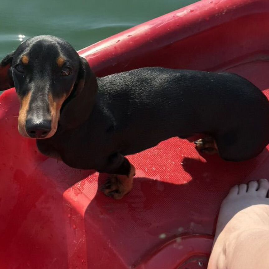 Такса, взрослый пёс