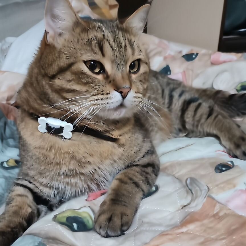 Шотландский прямоухий короткошёрстный, взрослый кот