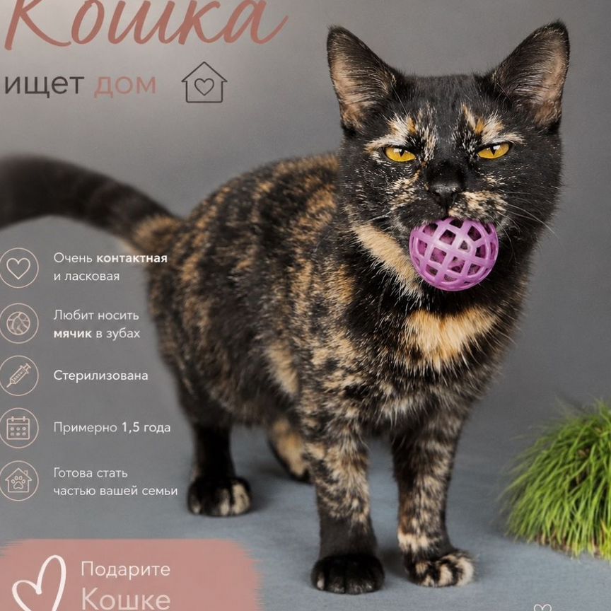 Европейская короткошёрстная, взрослая кошка