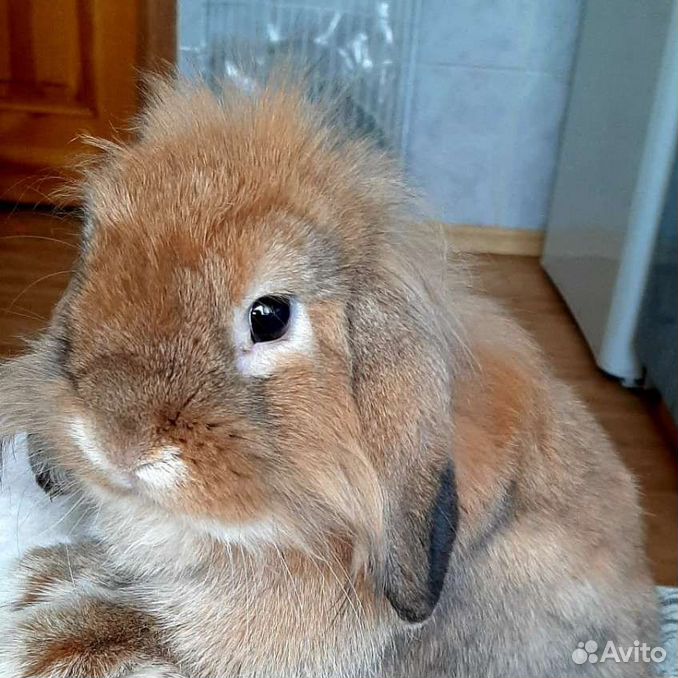 Декоративные кролики вислоухие