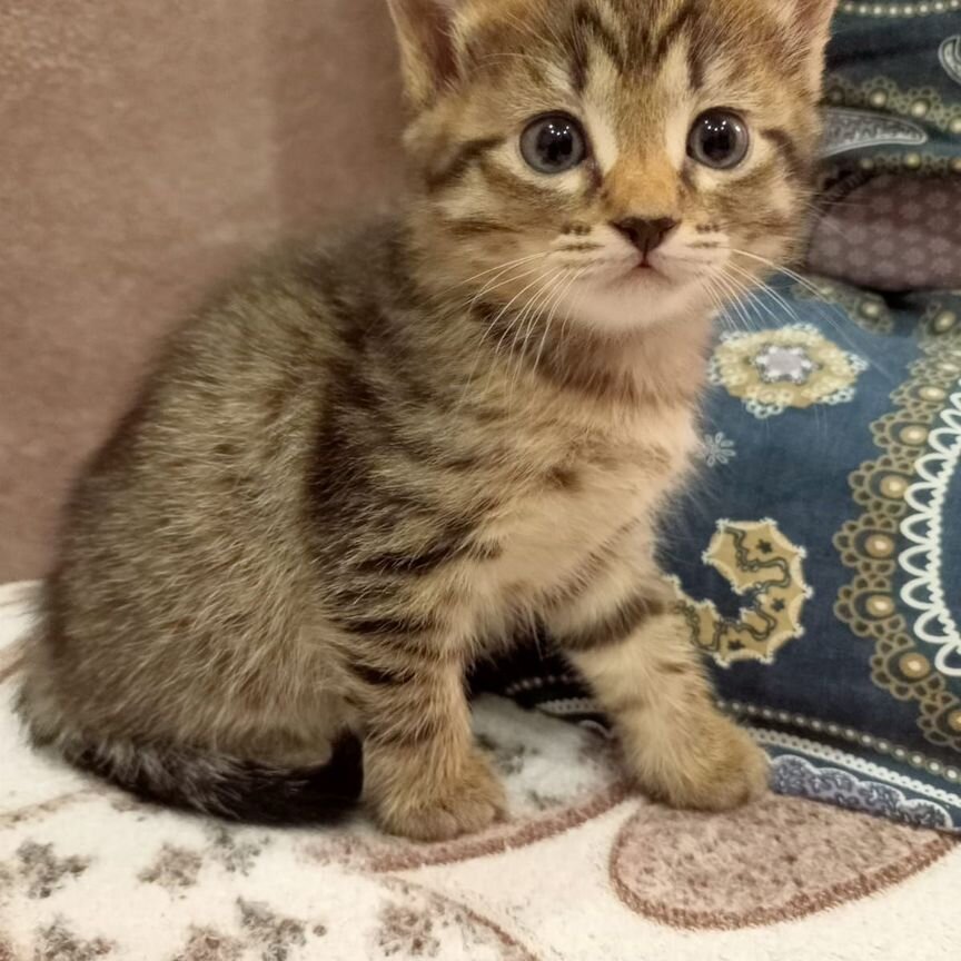 Котенок в добрые руки