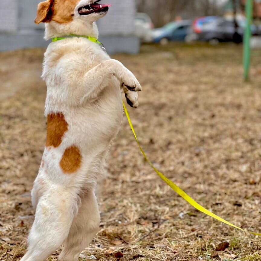 Отдам маленькую собачку в добрые