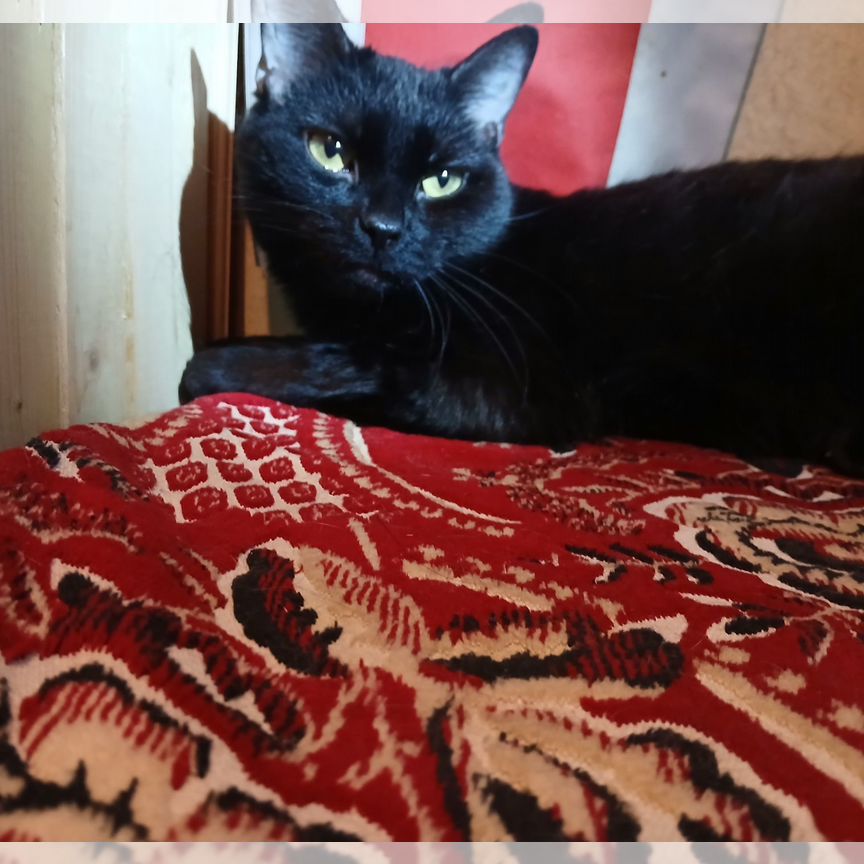 Взрослая кошка в добрые руки