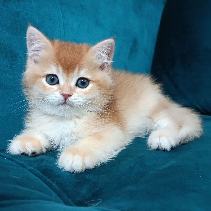 Британский котенок золотая шиншилла