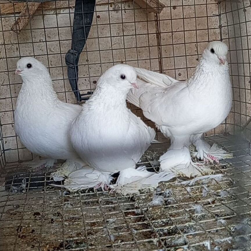 Голуби продажа бойные