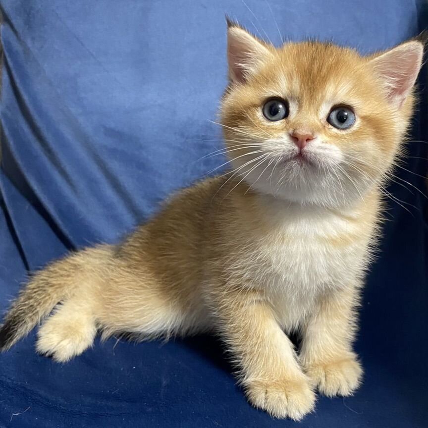Британский короткошёрстный котёнок