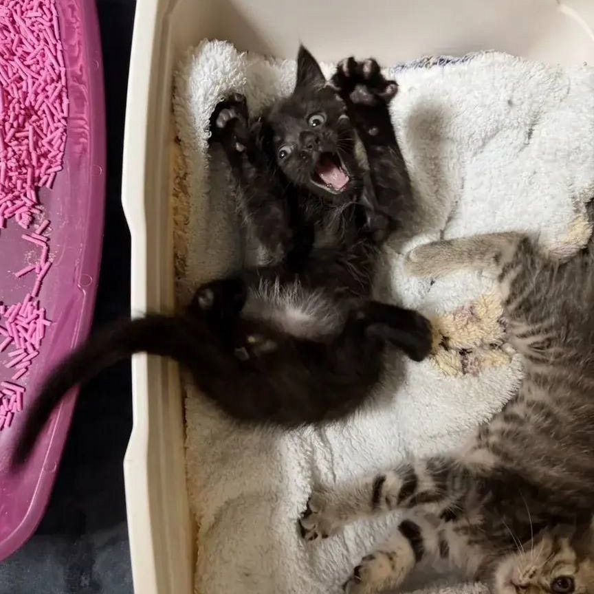 Котёнок в добрые руки