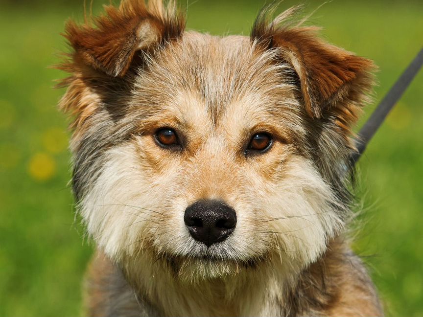 Собака в добрые руки