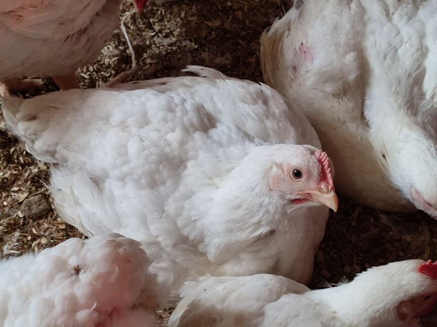 Домашние куры бройлеры