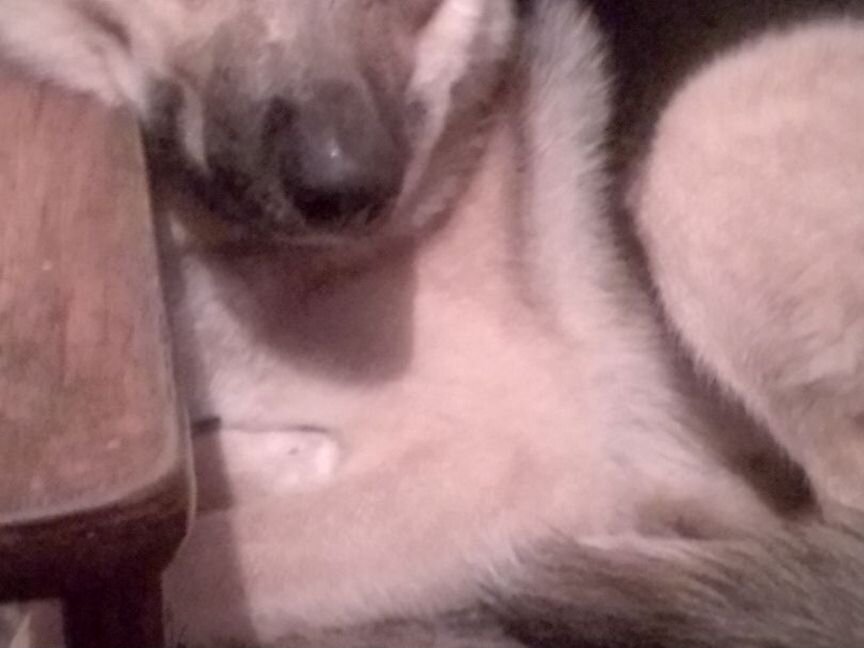 Продам собачий пух