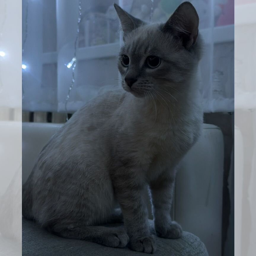 Сиамский котёнок