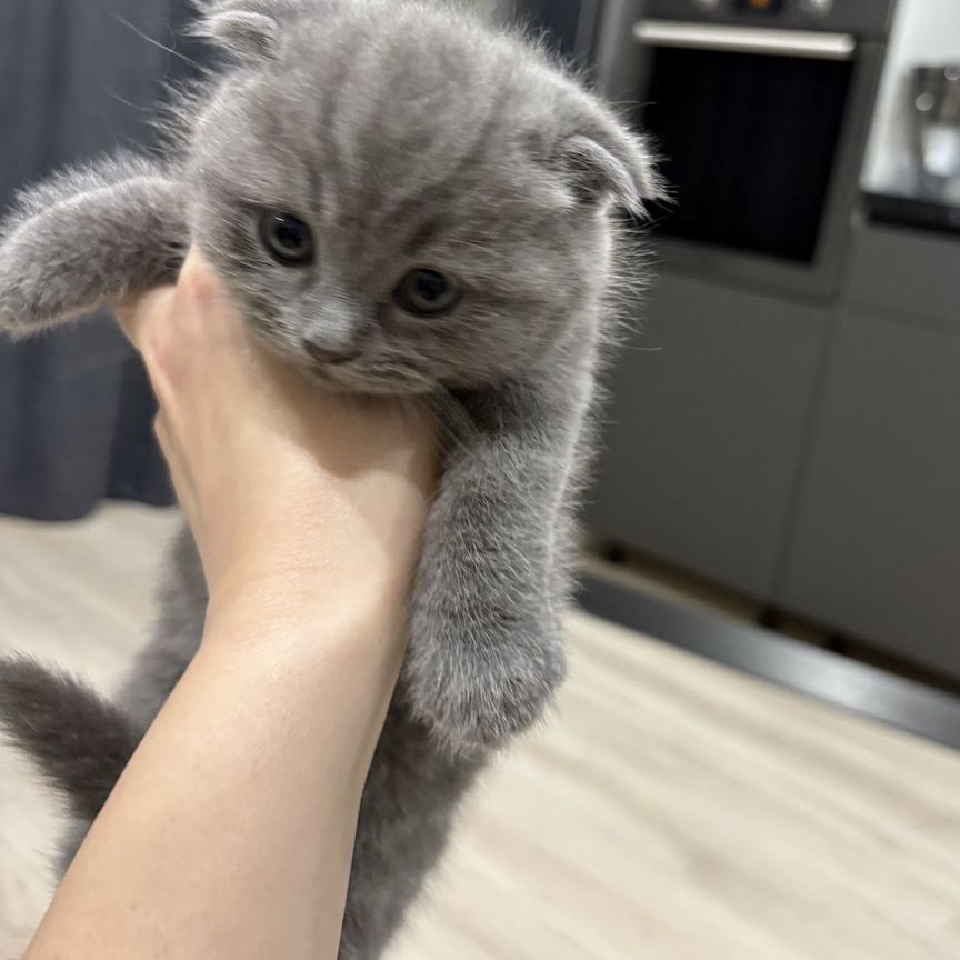 Шотландские вислоухие