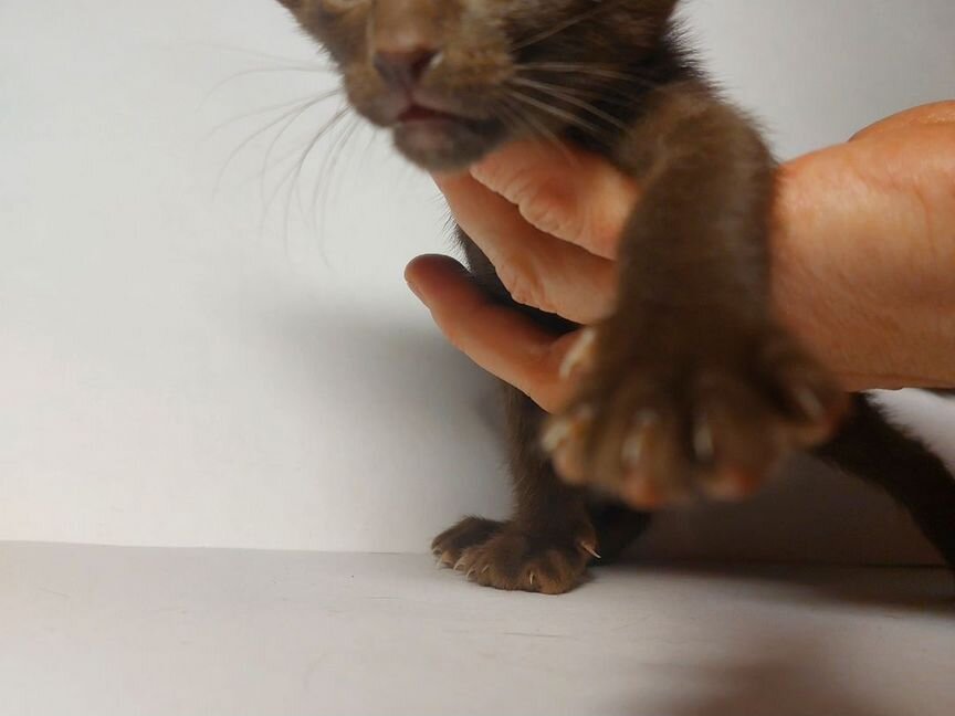 Ориентальные котята