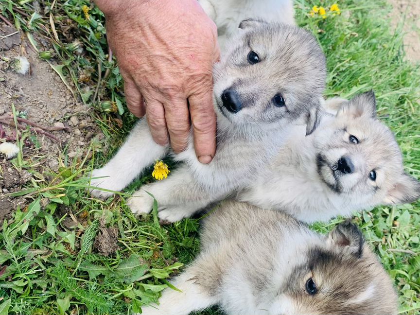 Продаются щенки Лайки от рабочих родителей