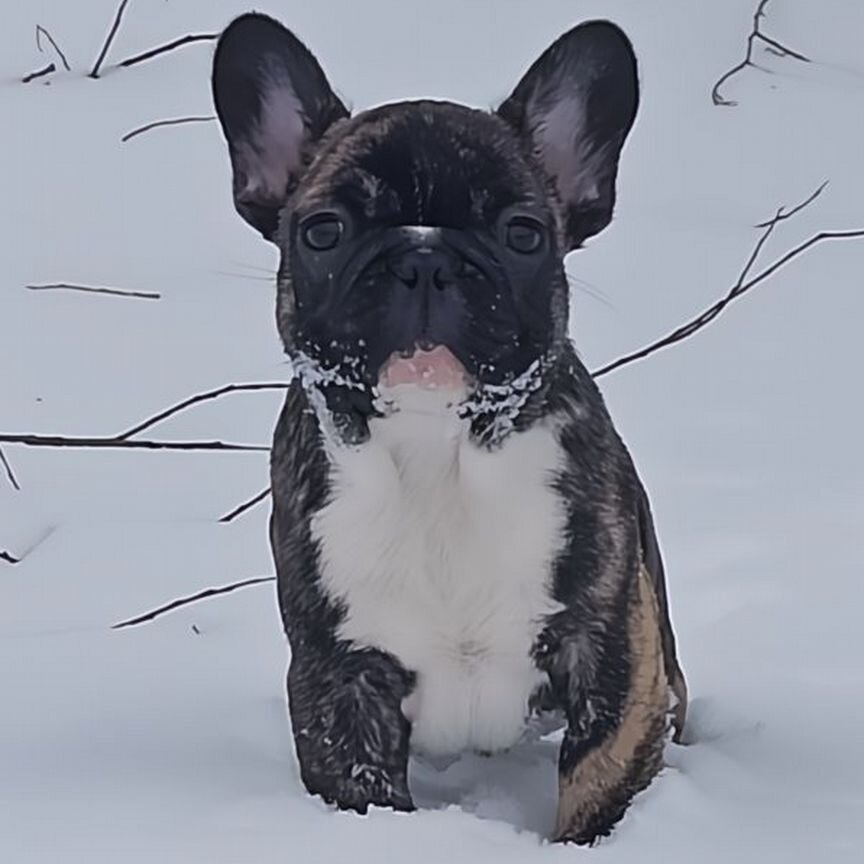 Французский бульдог, щенок