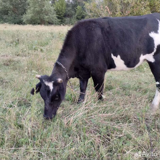 Корова и тёлка стельная