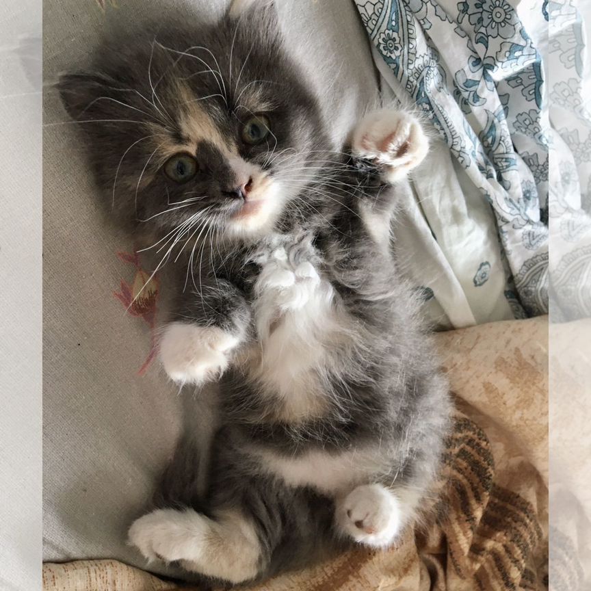 Котенок