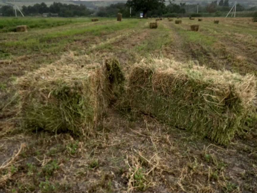 Сено люцерны, эспарцета, разнотравия