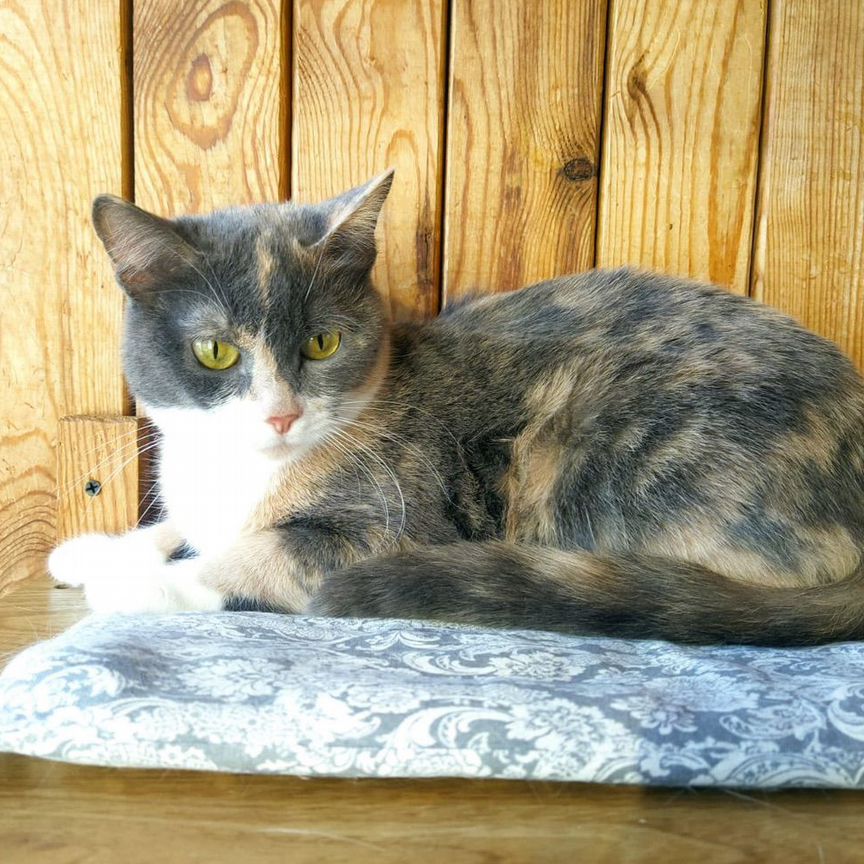 Трехцветная зеленоглазая киса 1 год, стерилизована