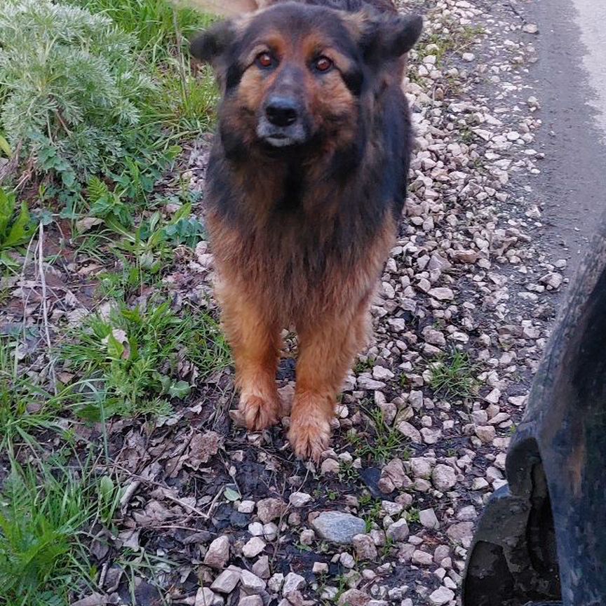 Овчарка. Хозяин отзовись