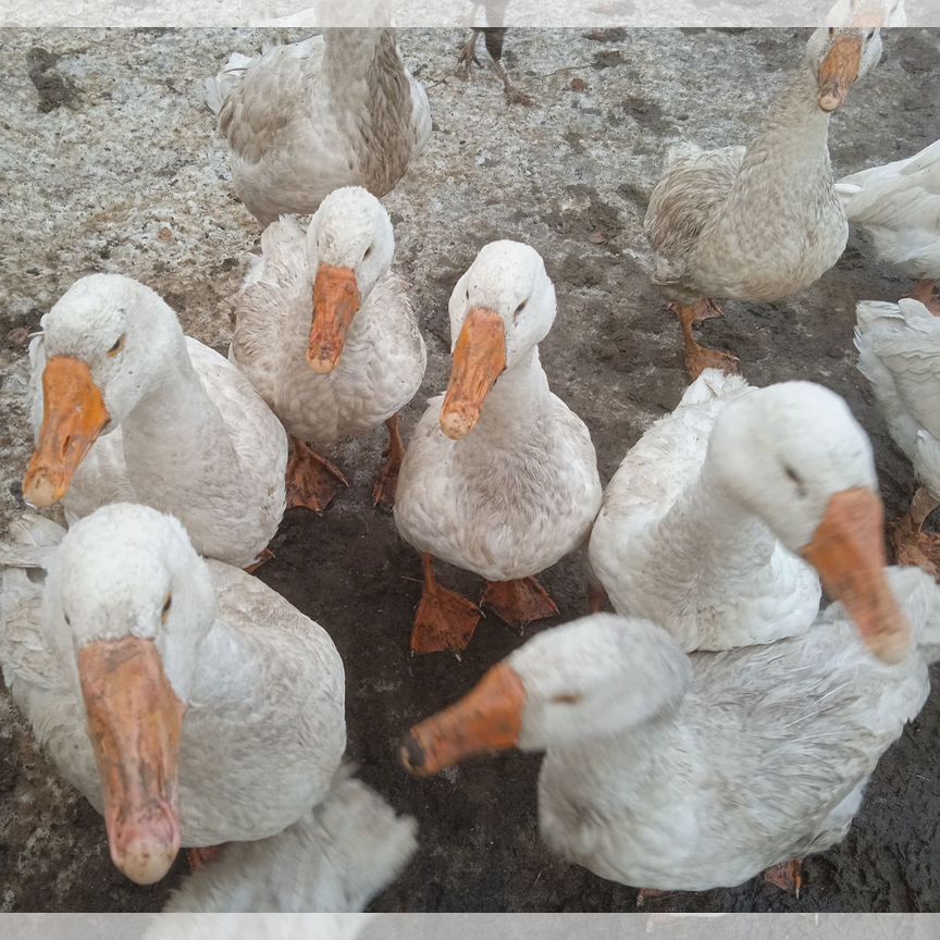 Гуси,куры молодки