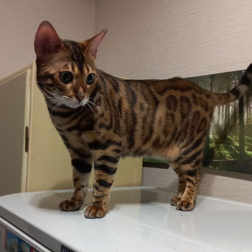 Бенгальская