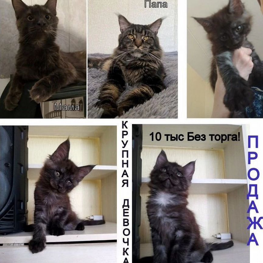 Котята мэйн кун