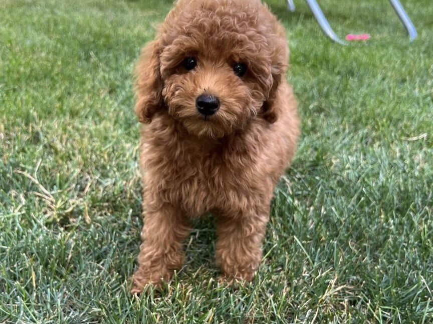 Той-пудель мини мальчик