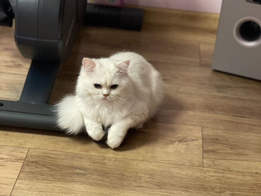 Персидская