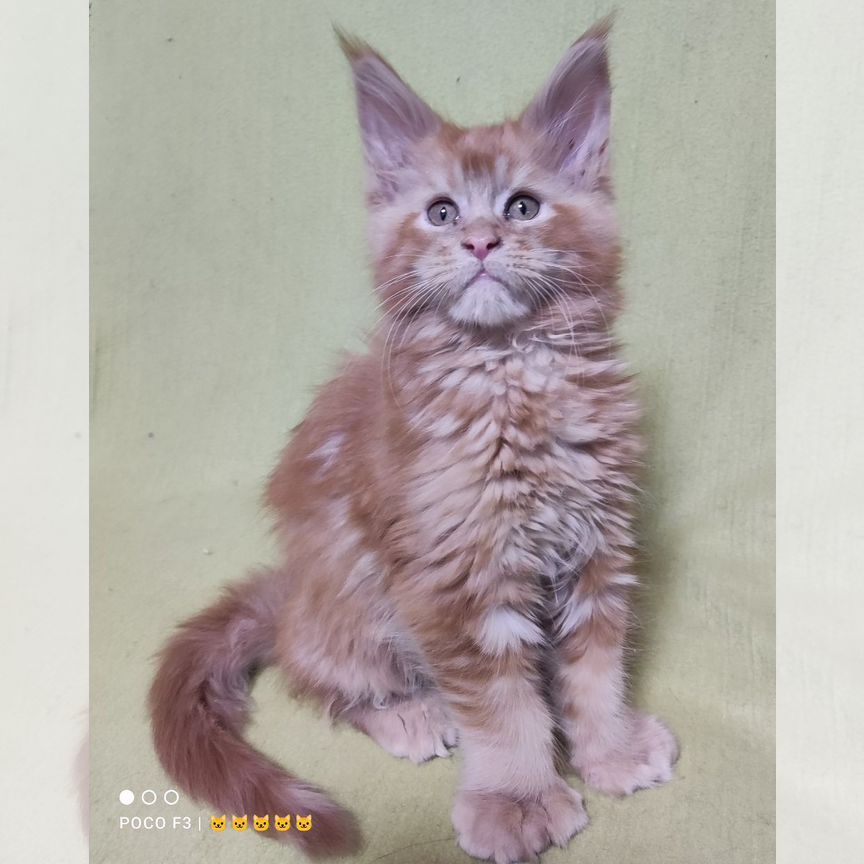 Мейн-кун котята полидакт и стандарт