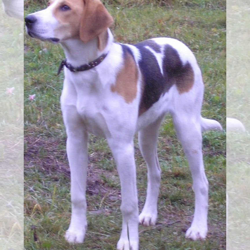 Продам русскую пегую гончую