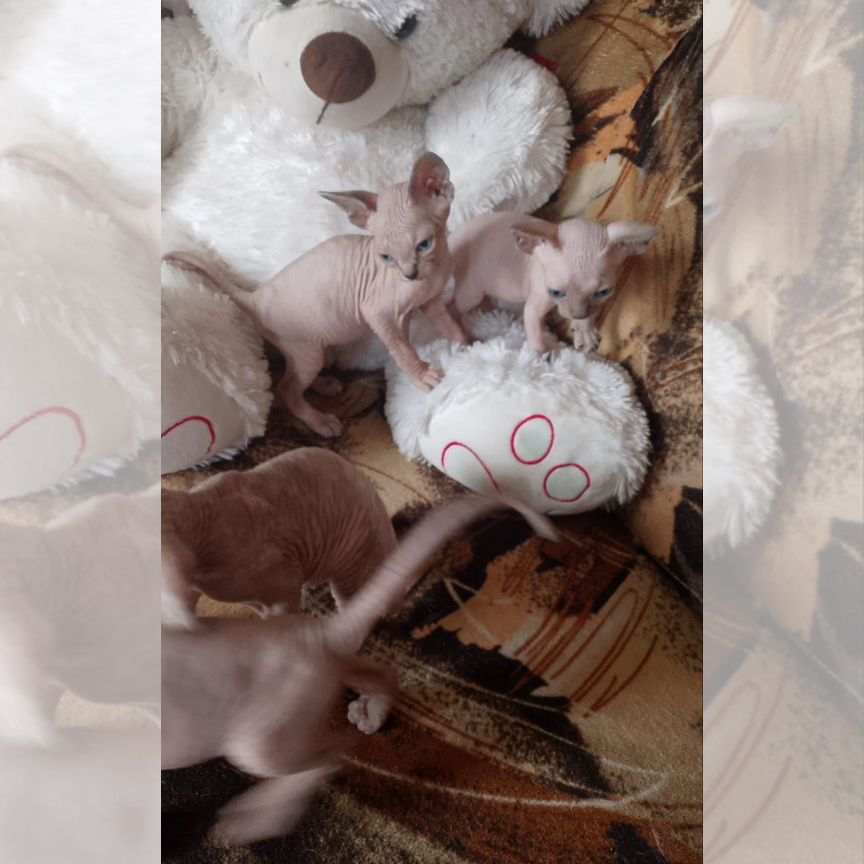 Продаются чистокровные котята