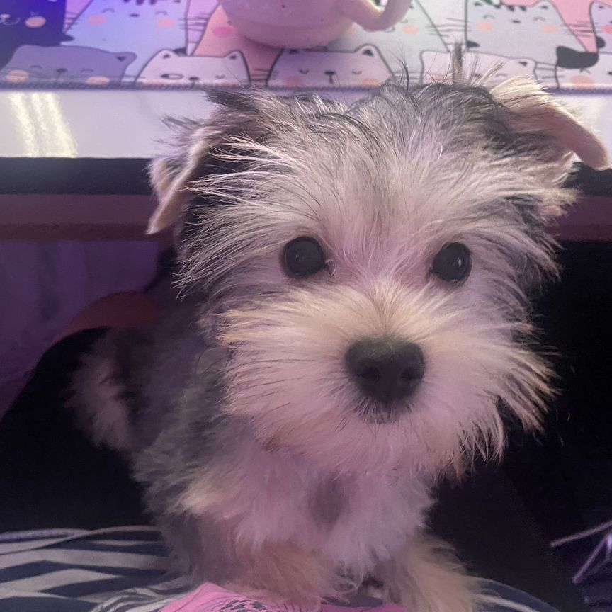 Йорк Тимоша