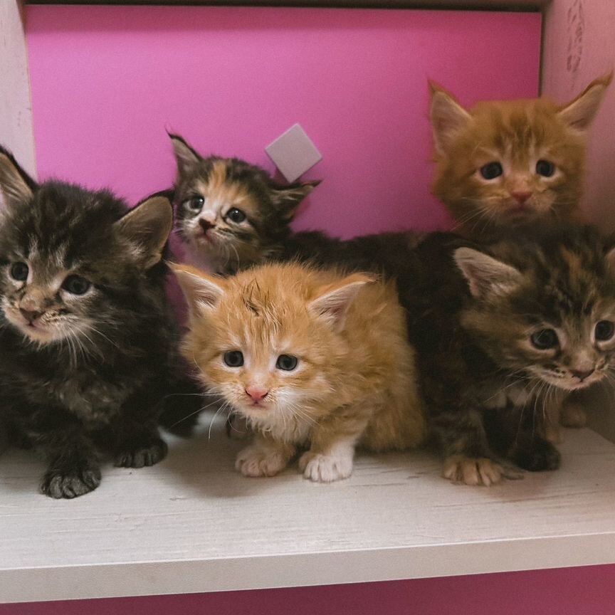 Котята мейн-кун