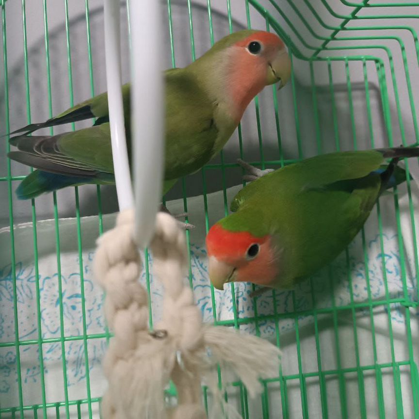 Попугай неразлучники