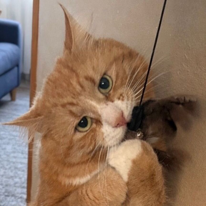 Европейский короткошёрстный, взрослый кот