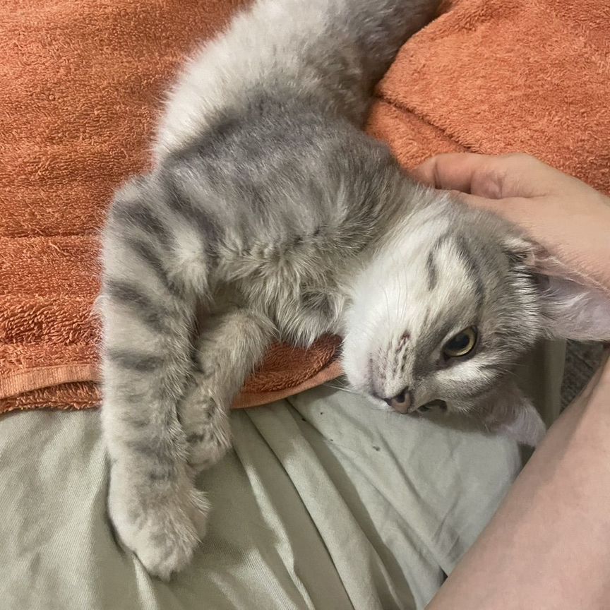 Котёнок Пыжик