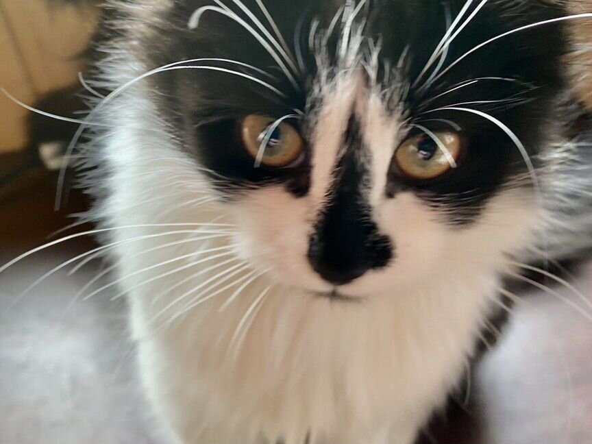 Котенок, 5 мес., девочка черная с белой мордочкой