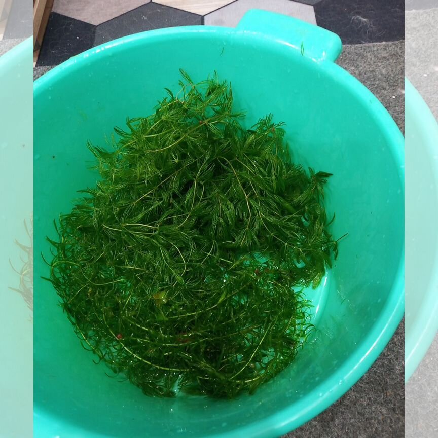 Аквариумные растения