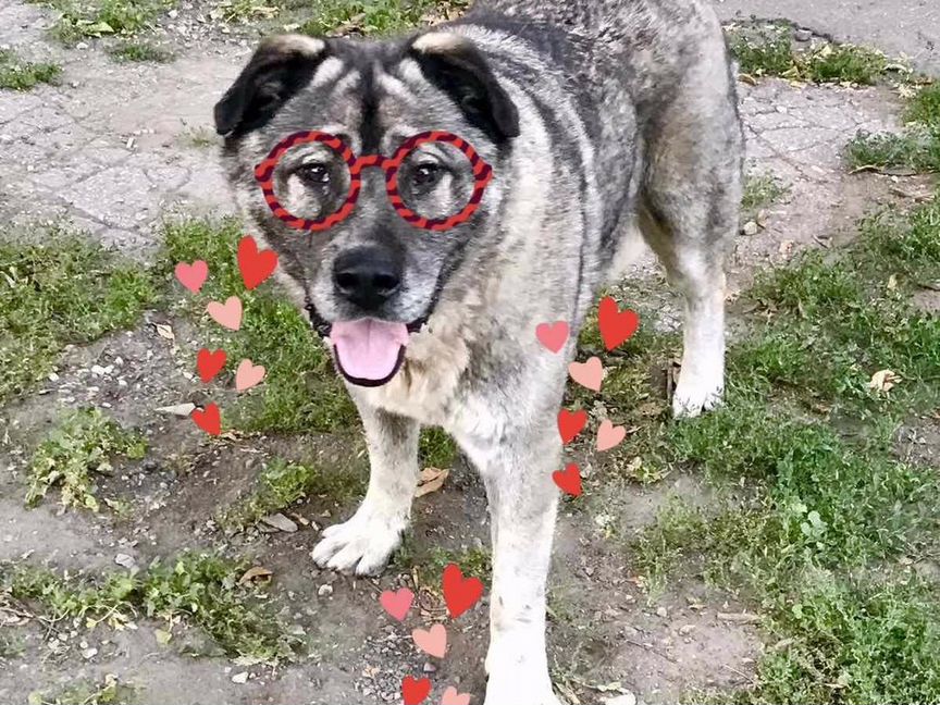 Алабай Федя