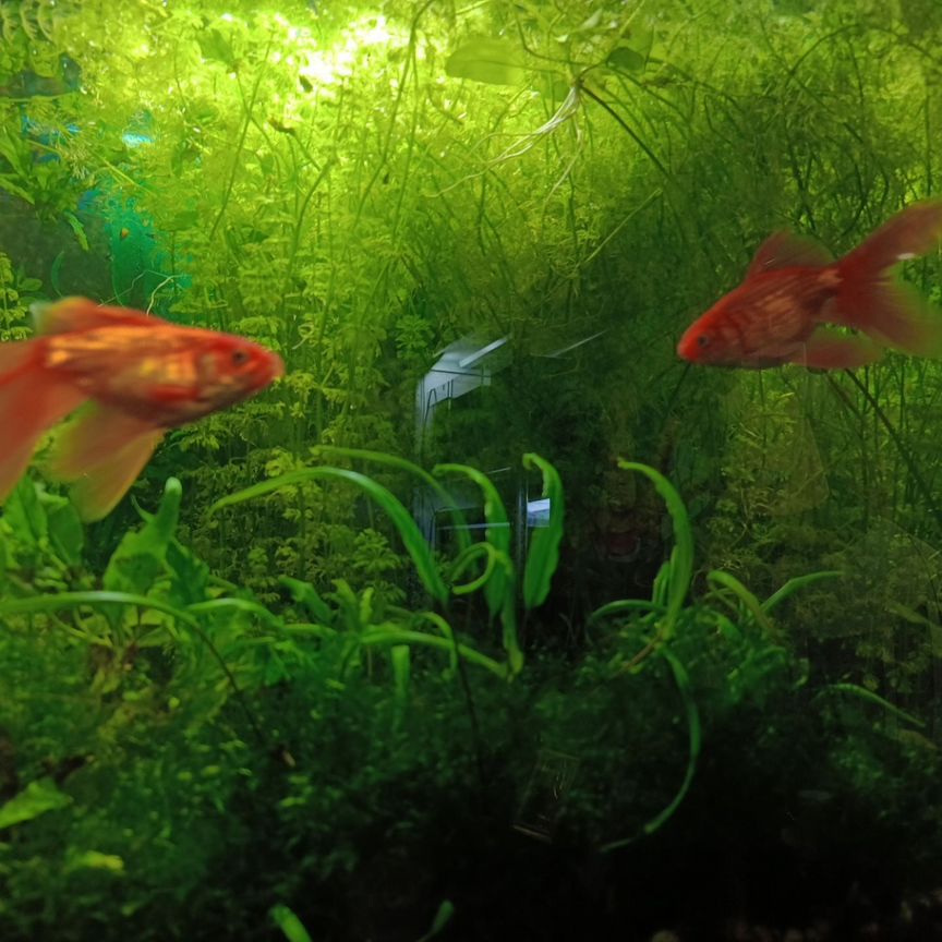 Золотые рыбки