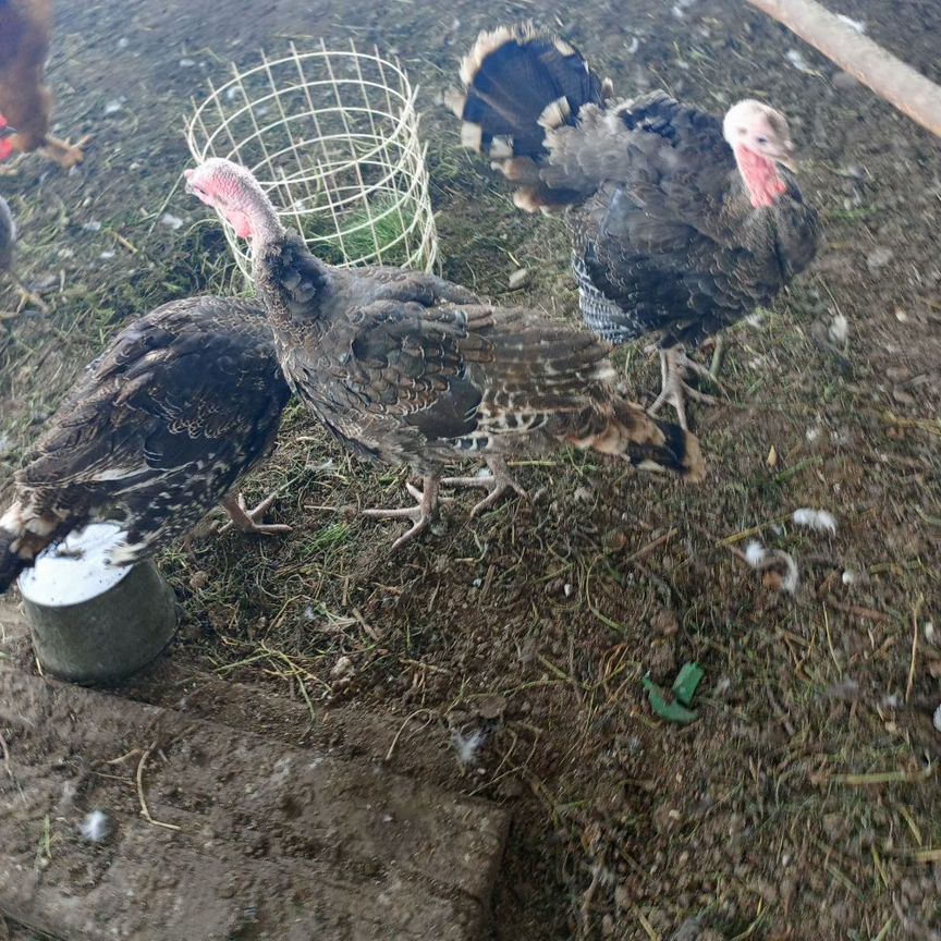 Продам яйца индейки для инкубатора