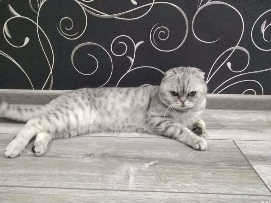 Шотландские вислоухие котята