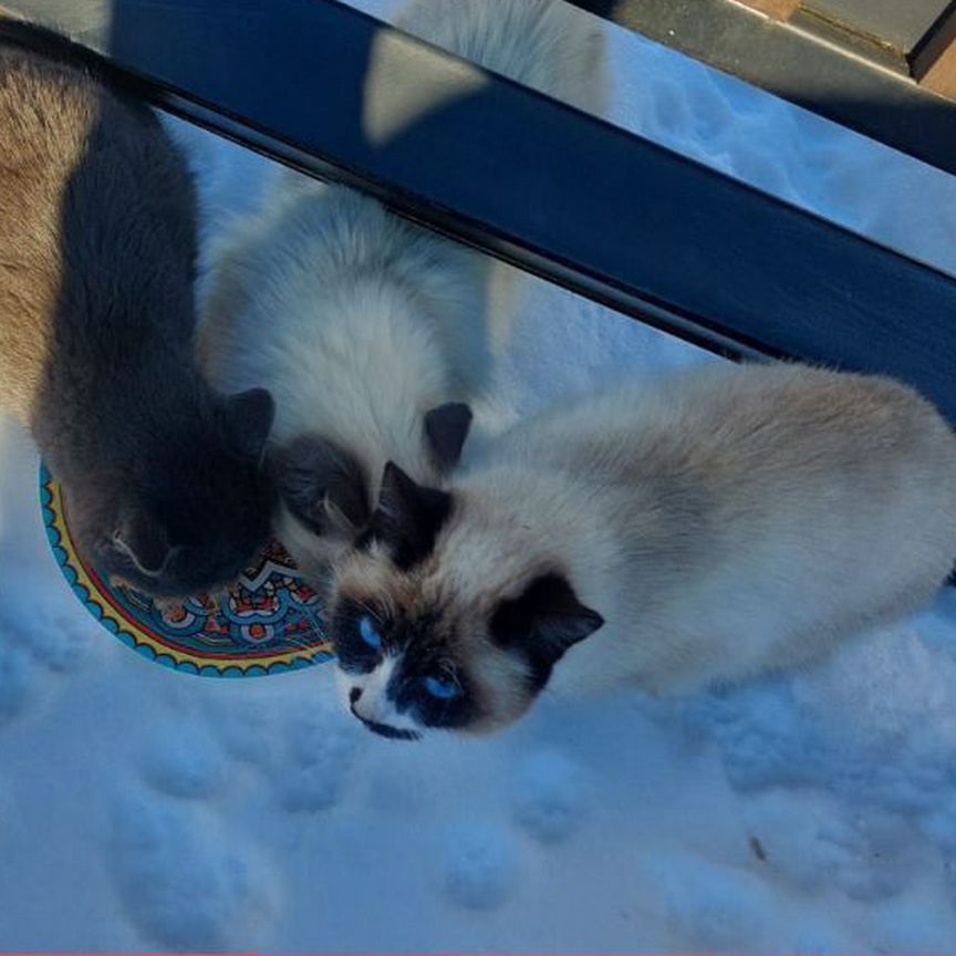 Сиамский, взрослый кот