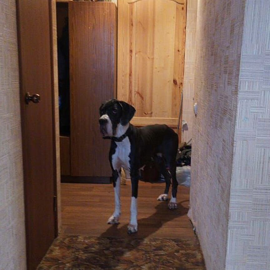 Собака немецкий дог