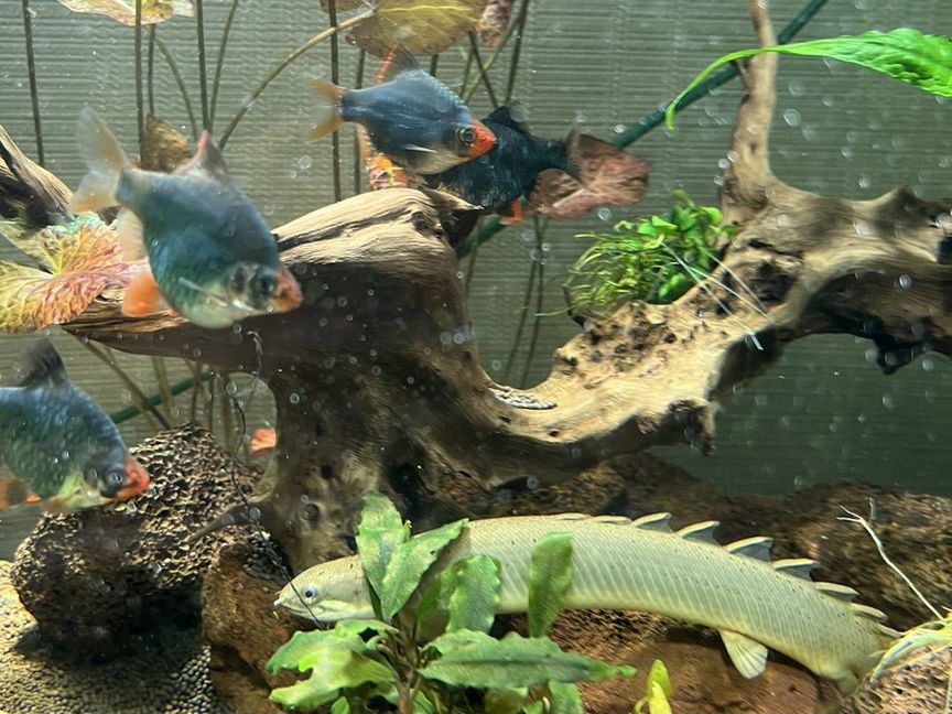 Полиптерус сенегальский