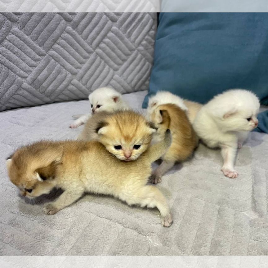 Котята британская шиншилла бронь