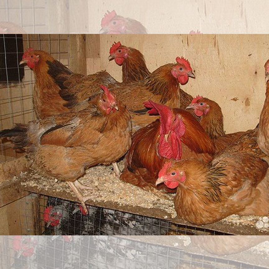 Куры Несушки с доставкой Ломан браун