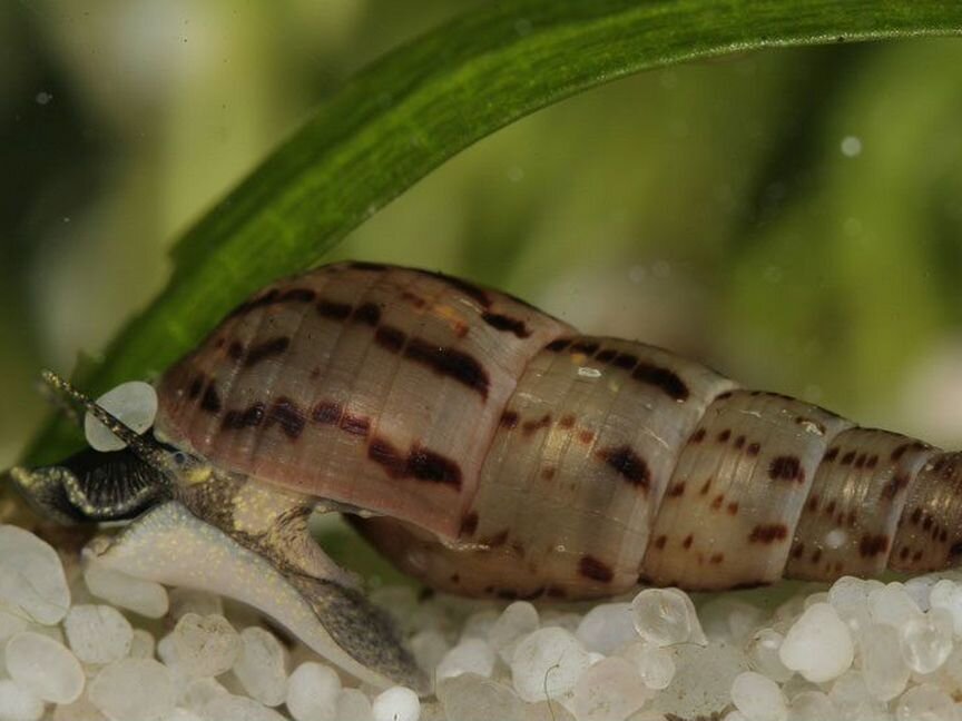 Улитка мелания бесплатно