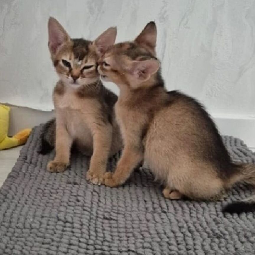 Абесинские котята